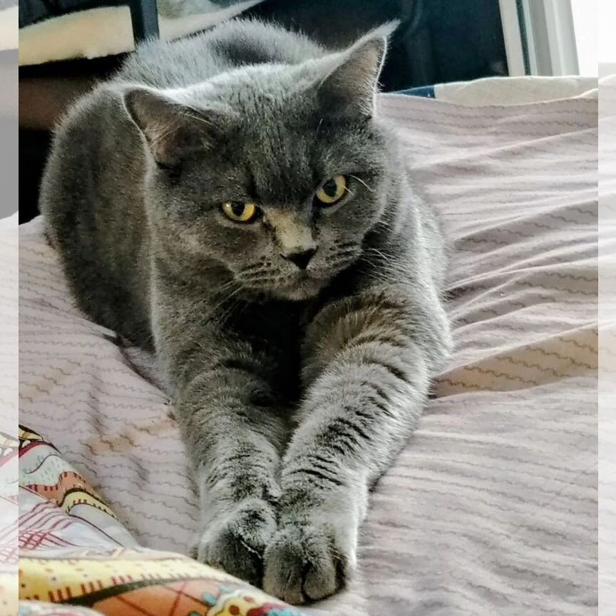 Британский длинношёрстный, взрослый кот