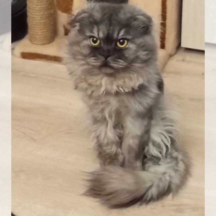Шотландский вислоухий длинношёрстный, взрослый кот