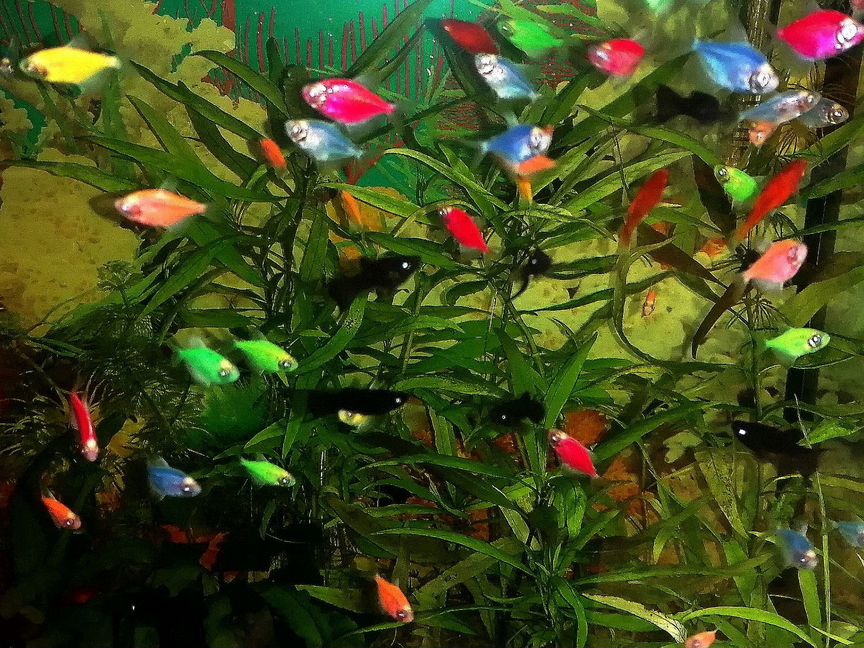 Тернеции glofish