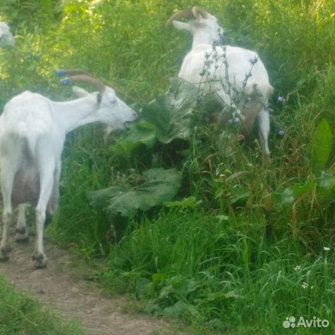 Молочные козы