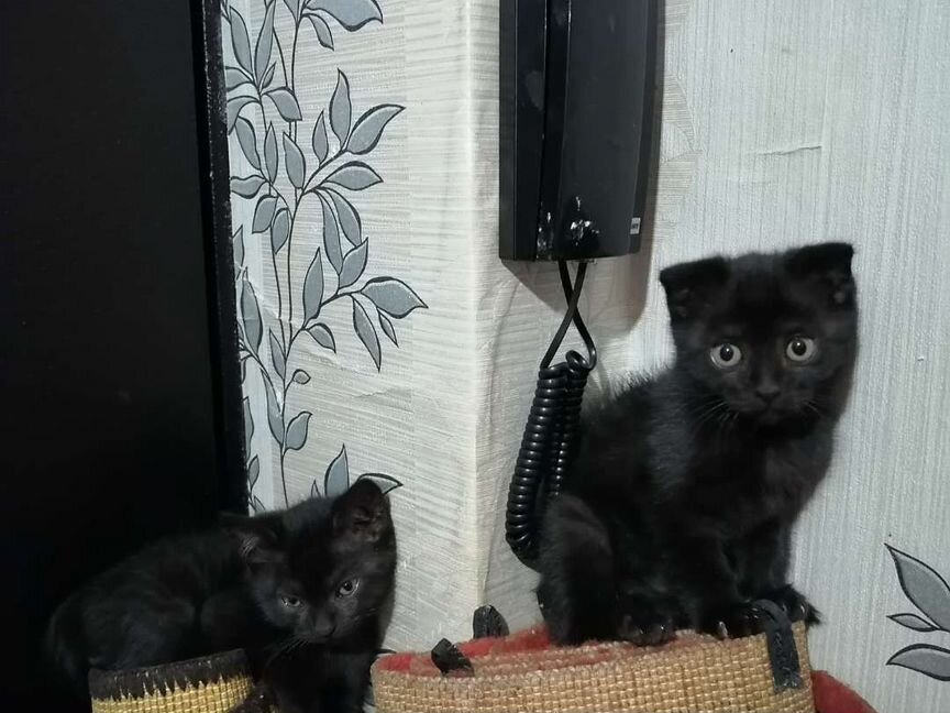 Котёнок британец и шатланка