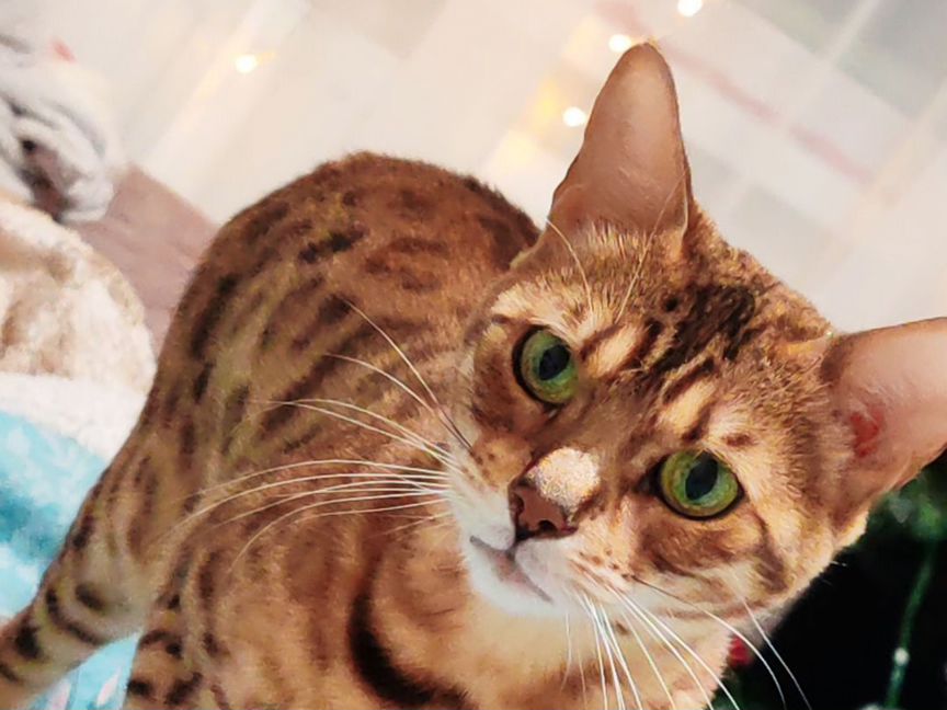 Бенгальская кошка бесплатно