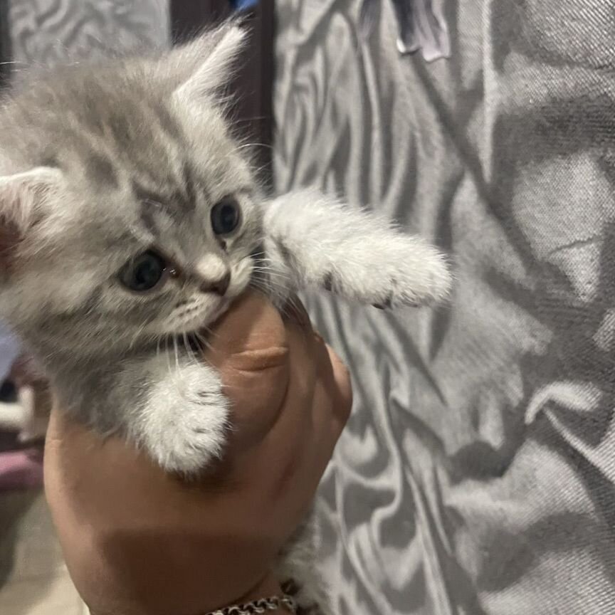 Шотландские котята