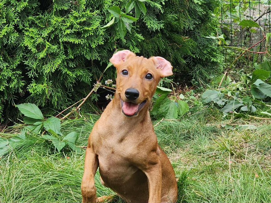 Немецкий пинчер щенки