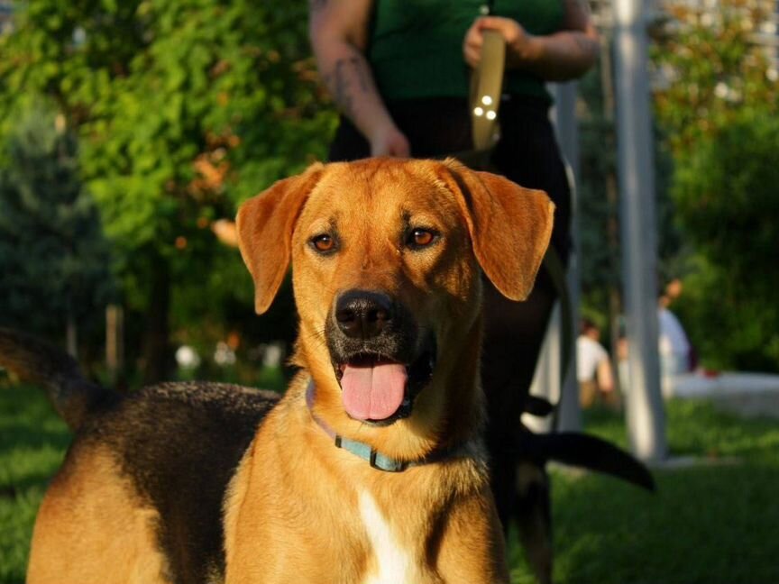 Собака в добрые руки