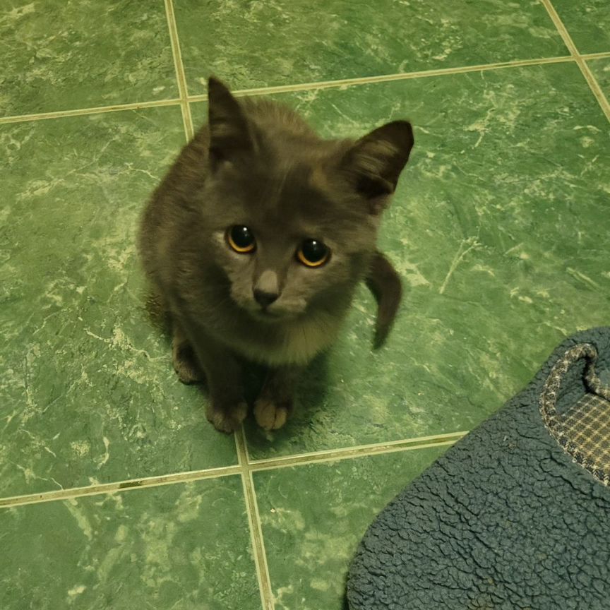 Котенок 2 месяца девочка серая с бежевым