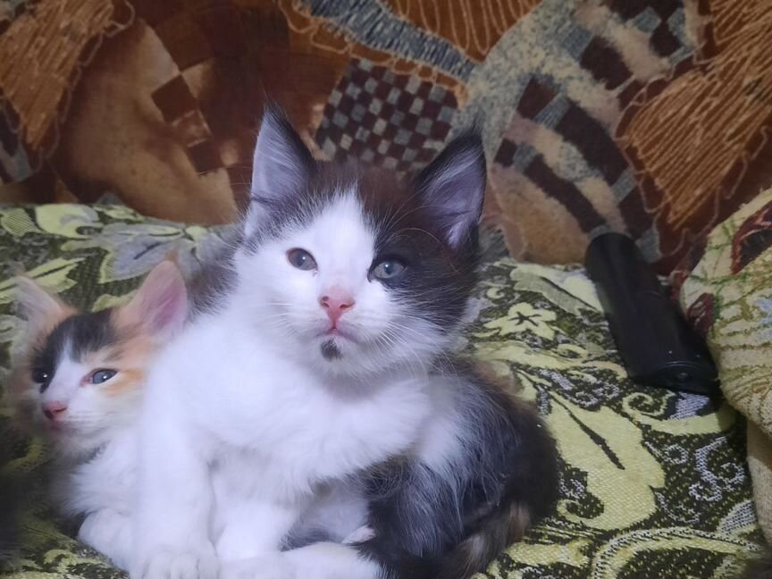 Котёнок мейн-кун мальчик