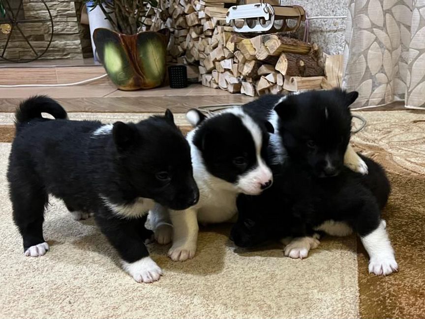 Русско европейская лайка