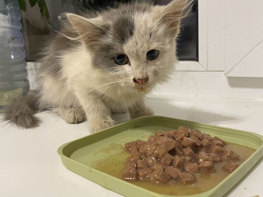 Котенок девочка ищет дом