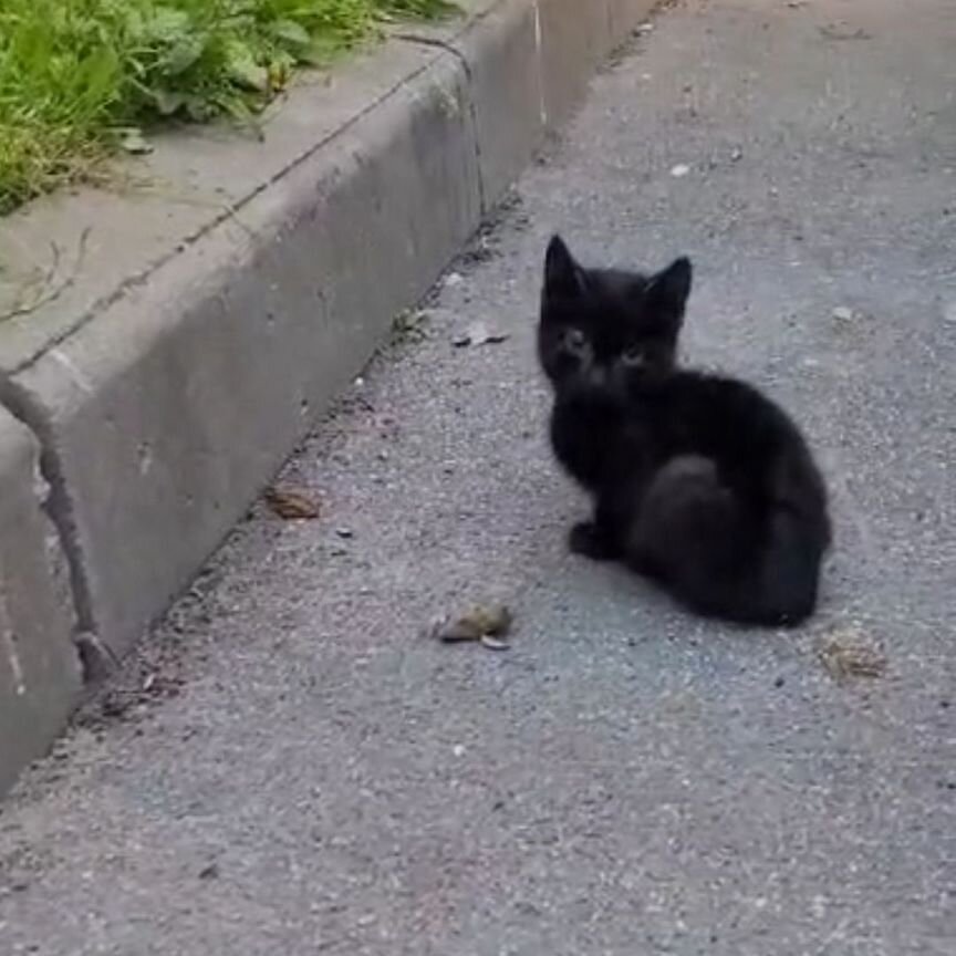 Погибает чёрный котенок