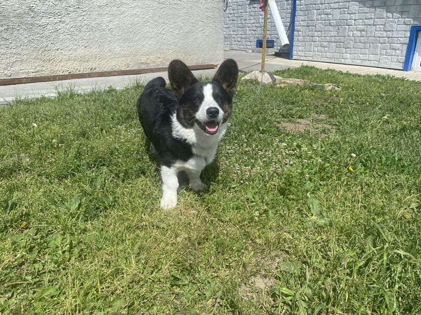 Вельш-корги кардиган вязка