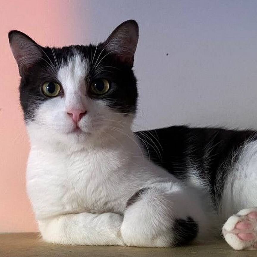 Кошечка в добрые руки