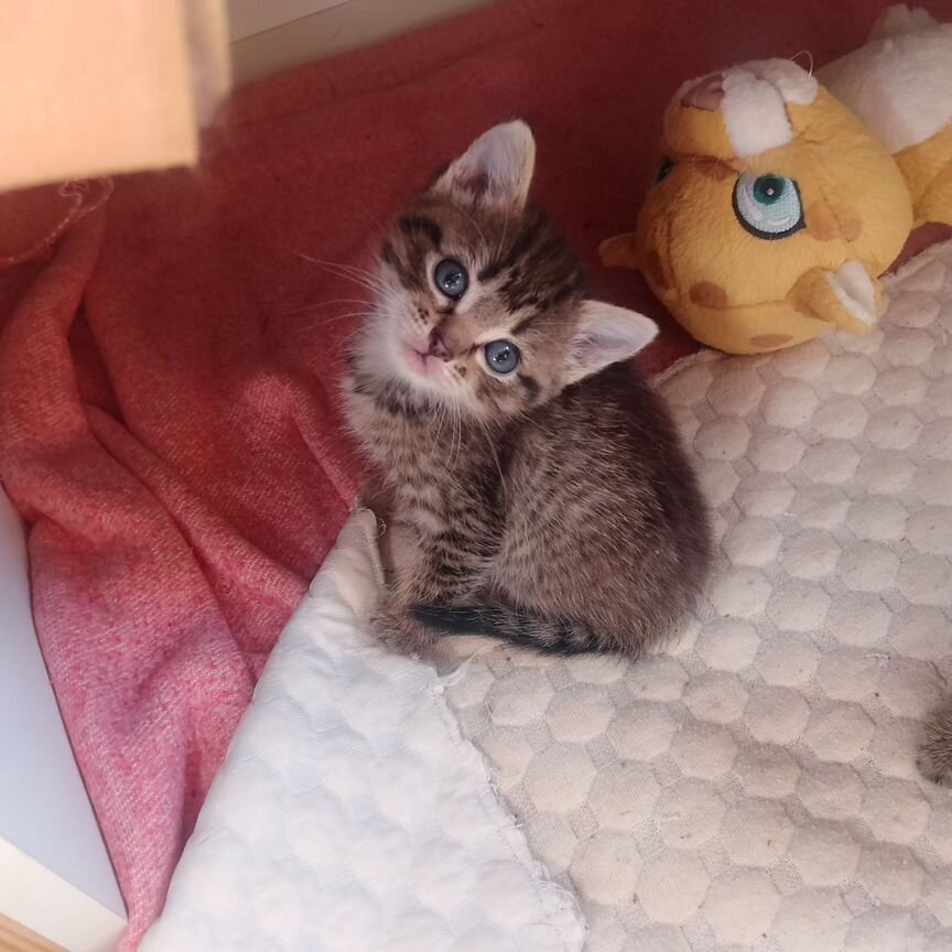 Котёнок в добрые руки