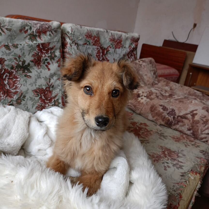 Отдам в добрые руки