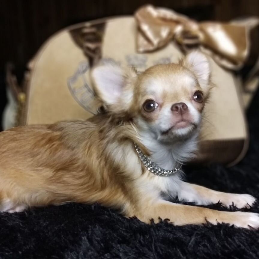 Чихуахуа.Мини девочка