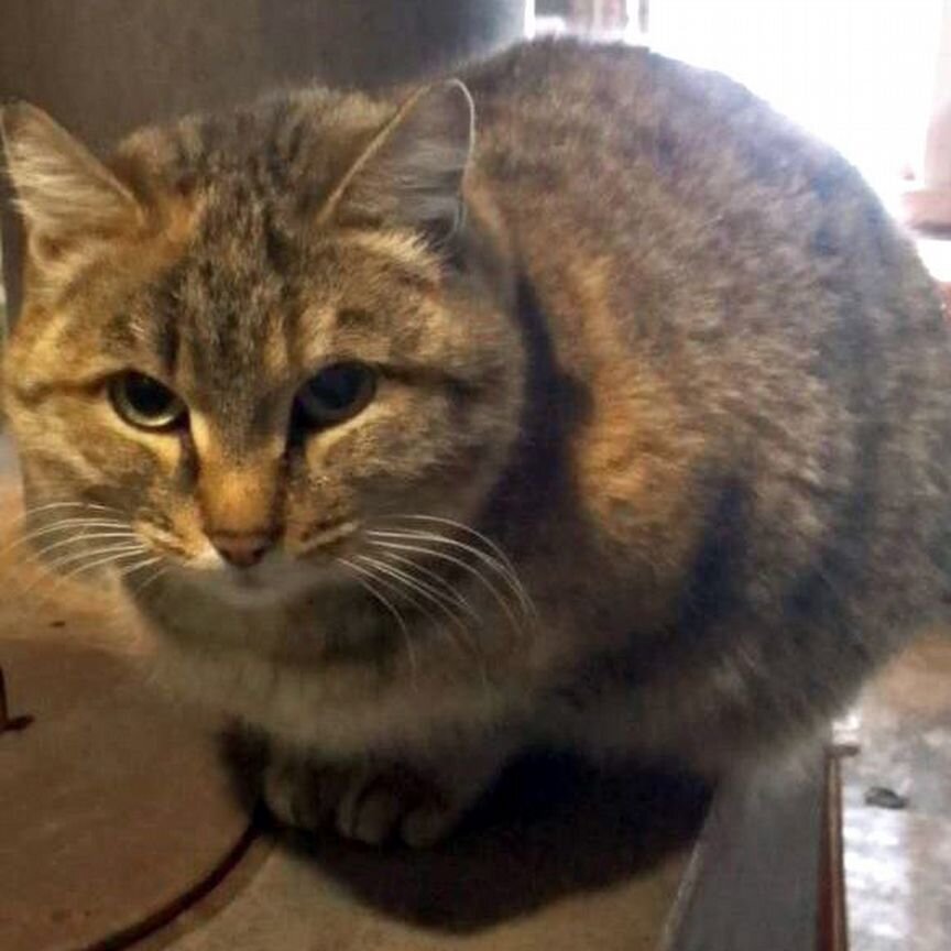 Взрослая, кошка в добрые руки