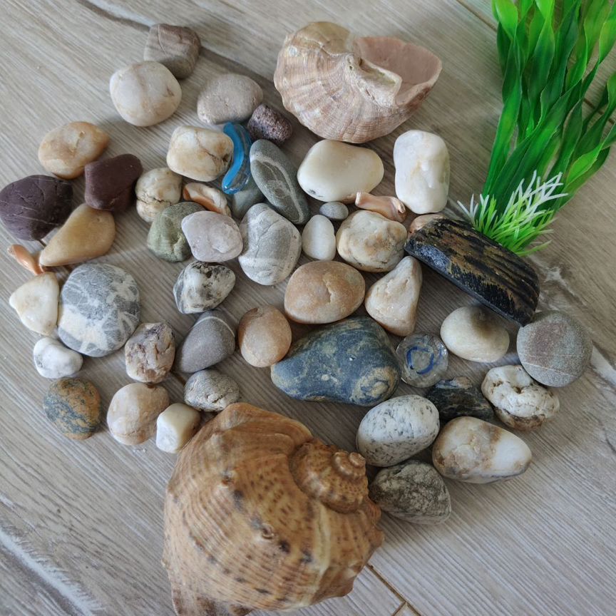 Для аквариума ракушки камни водоросли