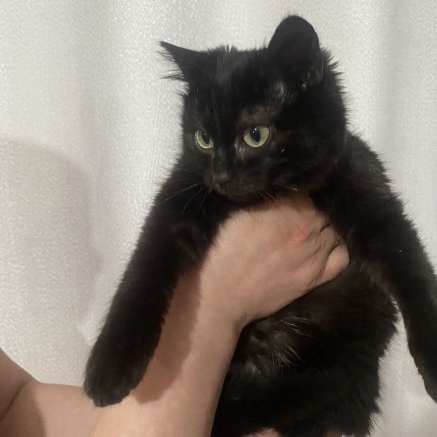 Котенок