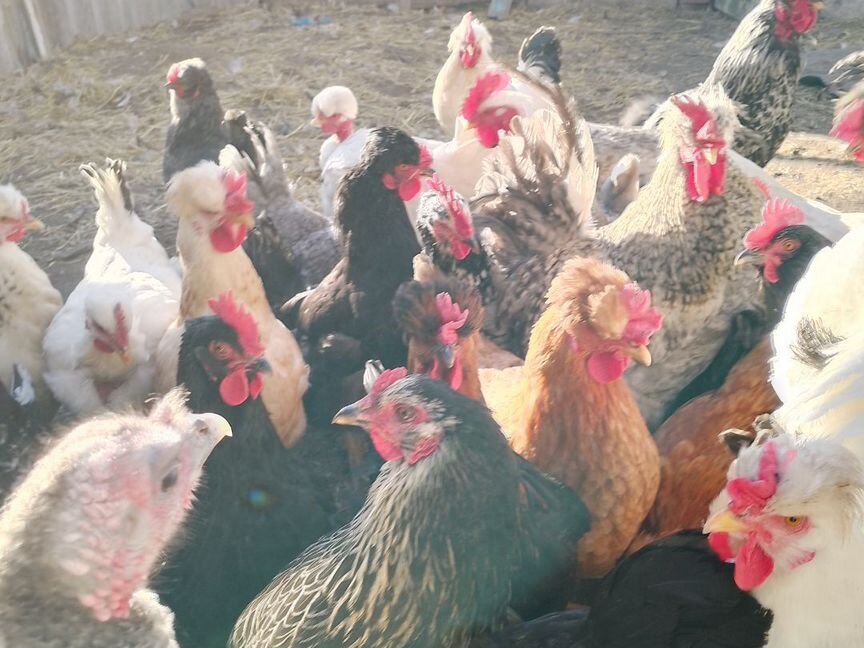 Инкубационное яйцо
