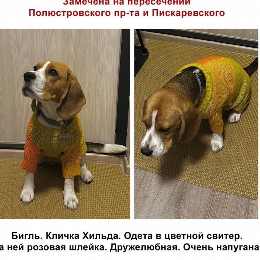 Бигль, взрослая собака