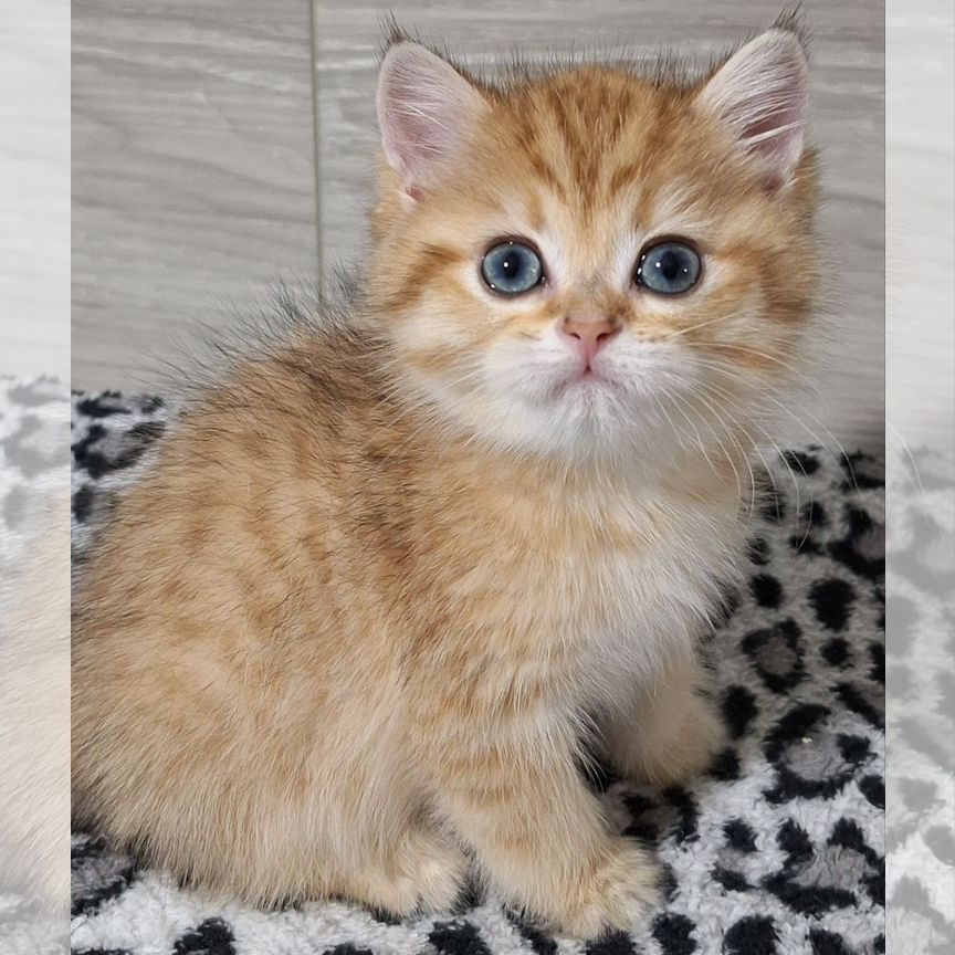 Шотландский прямоухий короткошёрстный котёнок