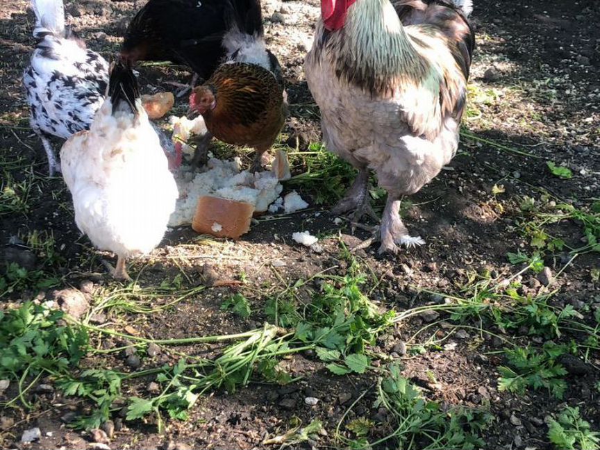 Куры молодки несушки