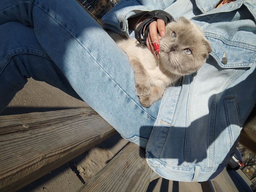 Шотландский вислоухий кот
