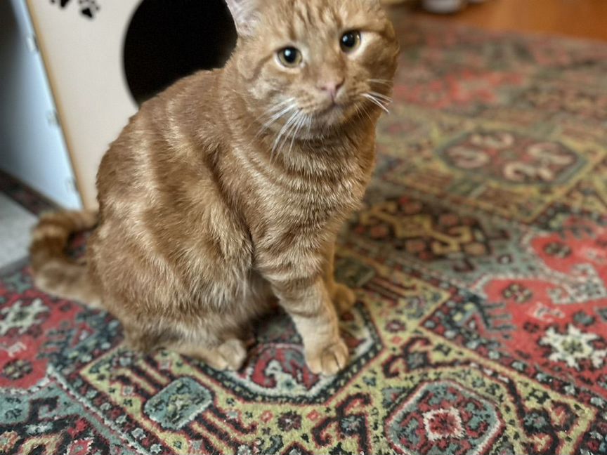 Рыжий кот