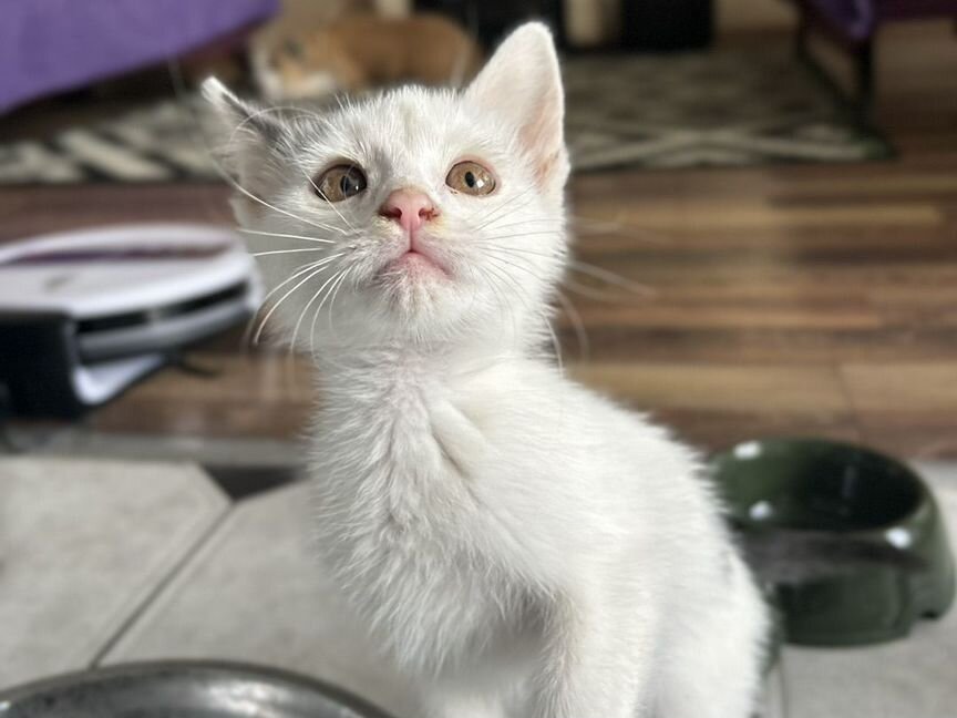 Котенок в добрые руки
