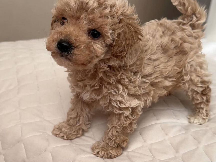 Малтипу ф1 мальчик