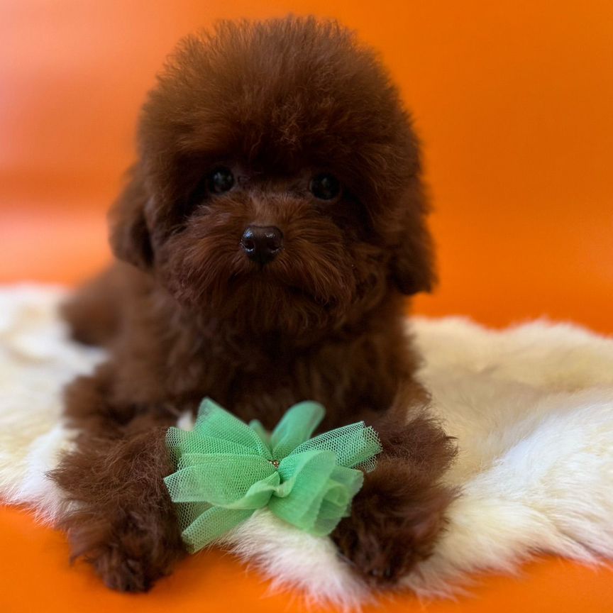 Той-пудель, щенок