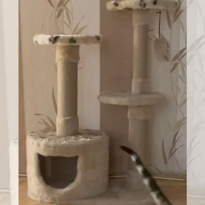 Кошачий комплекс б/у