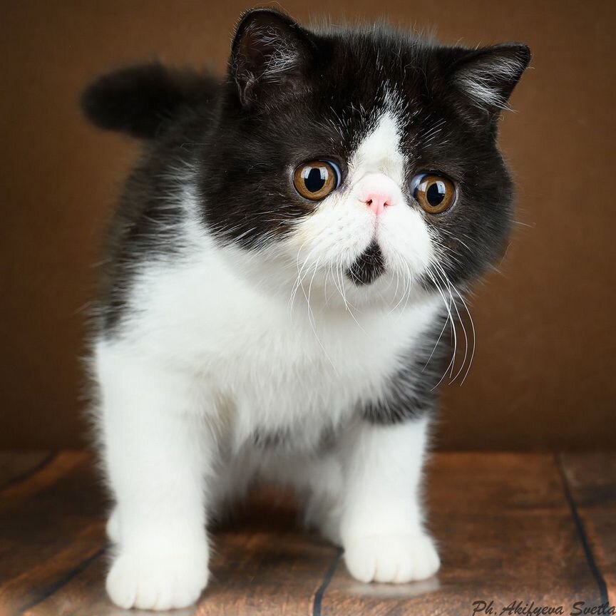 Котик Экзотик