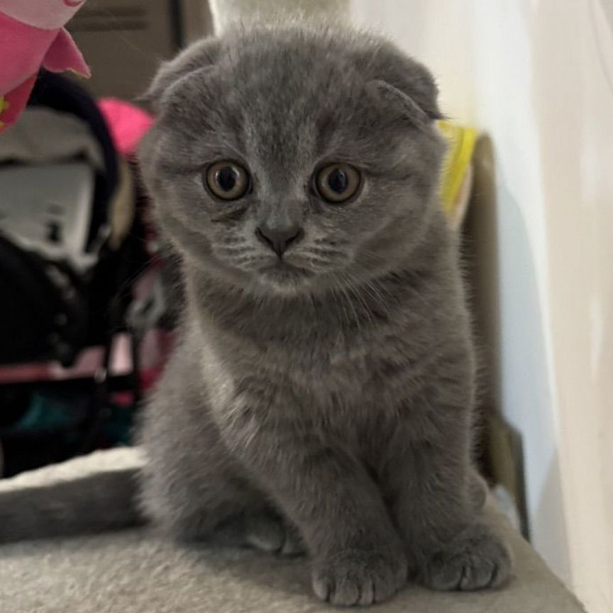 Шотландский вислоухий короткошёрстный котёнок