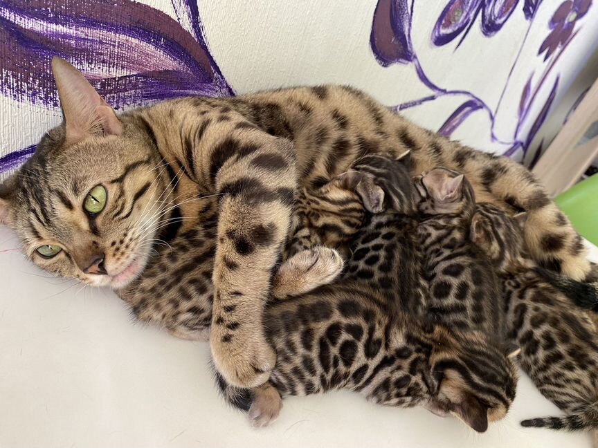 Бенгальские котята