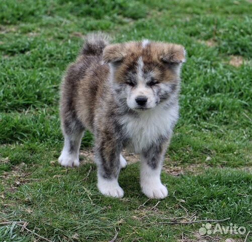Акита ину тигровый мальчик