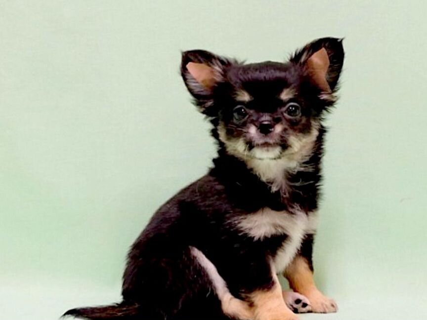 Девочка дл/ш 2,5 месяца