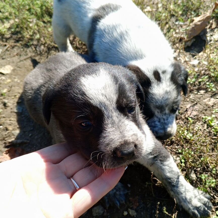 Восточно сибирская лайка