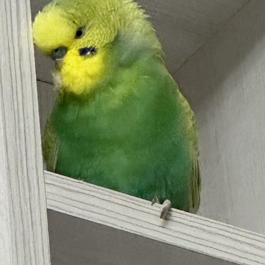 Волнистый попугай самец