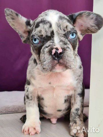 Брэнд дог диснэй