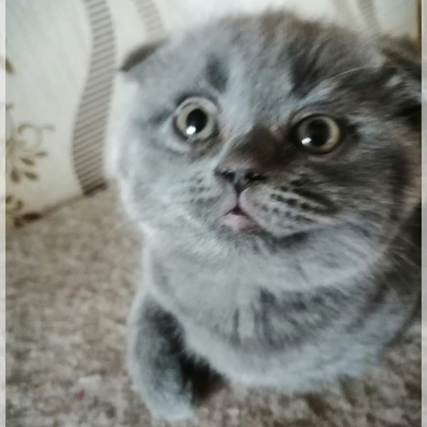 Шотландский вислоухий короткошёрстный котёнок
