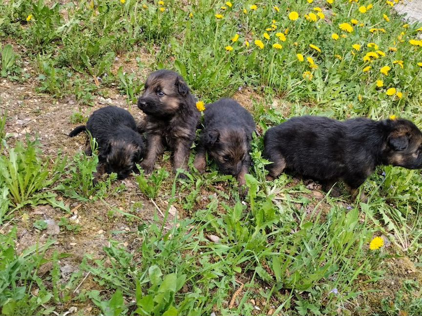 Щенки немецкой овчарки