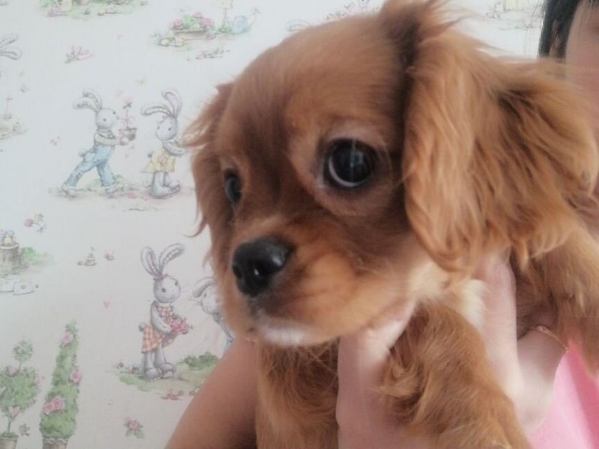 Мальчик ккчс рубин