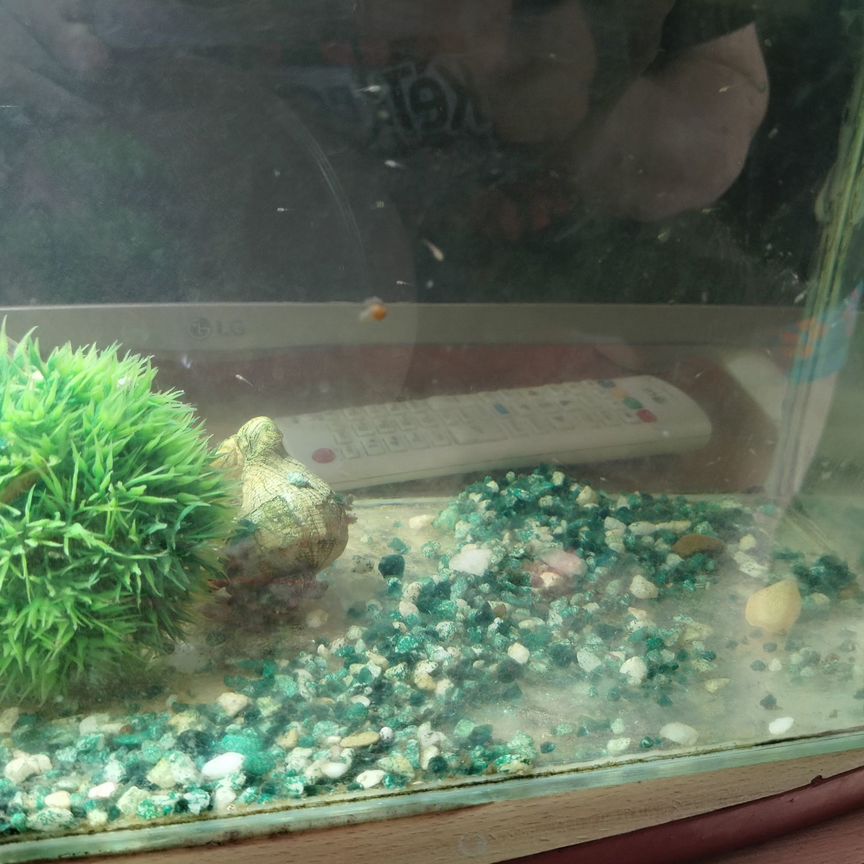 Мальки тернеции