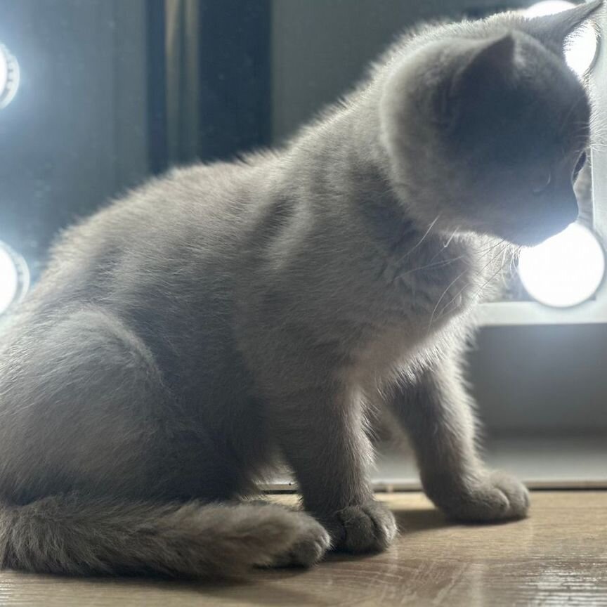 Британский короткошёрстный котёнок