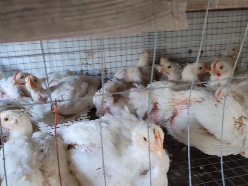 Бройлеры кобб 500