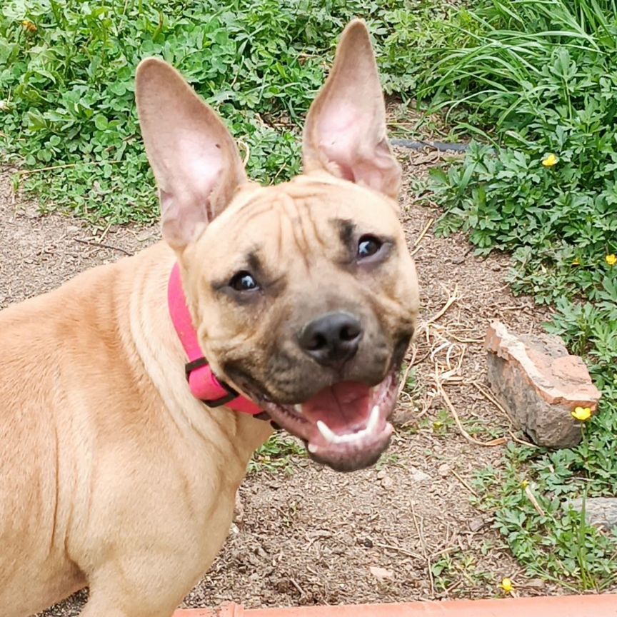 Американский питбультерьер, щенок