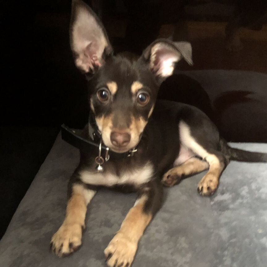 Русский той-терьер, щенок