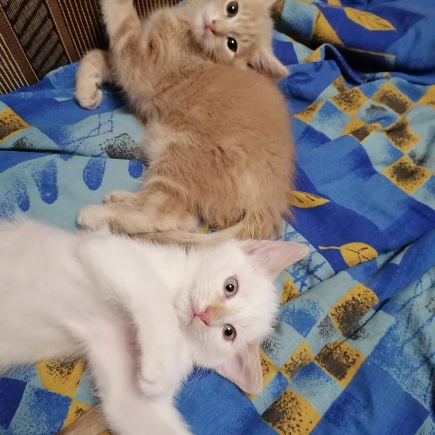 Котики в заботливые руки