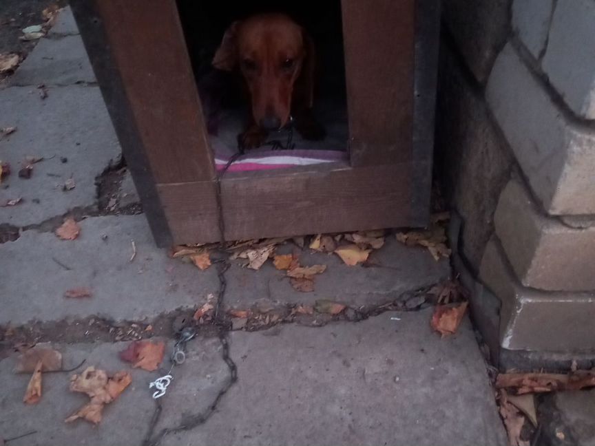 Такса